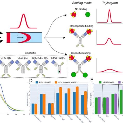 Fida Principle Enables Size Based Detection Of Bispecific Binding