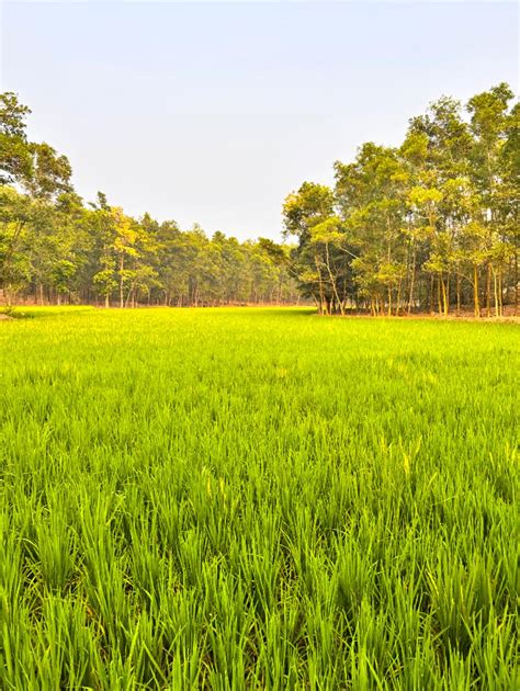 Mohammad Al Mamun Mohammad Almamun 923 • Instagram Photos And Videos