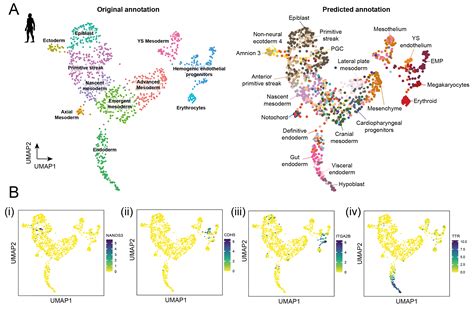 Daniel Keitley Rabbit Development As A Model For Single Cell