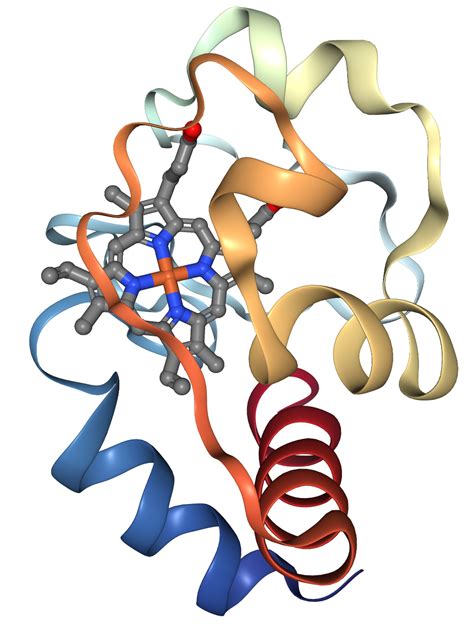 Cytochrome C Protein Overview Sino Biological