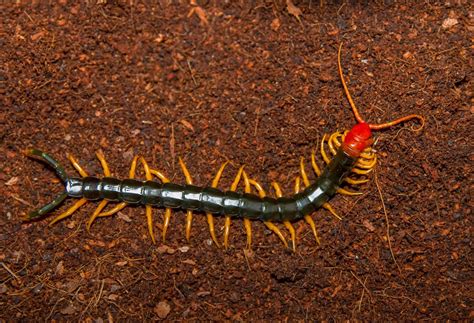 Naturewatch Poisonous Or Venomous