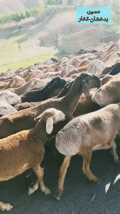 شمار زیاد گوسفند های قطغنی، مسیر بدخشان و تخار شمال شرق افغانستان Youtube