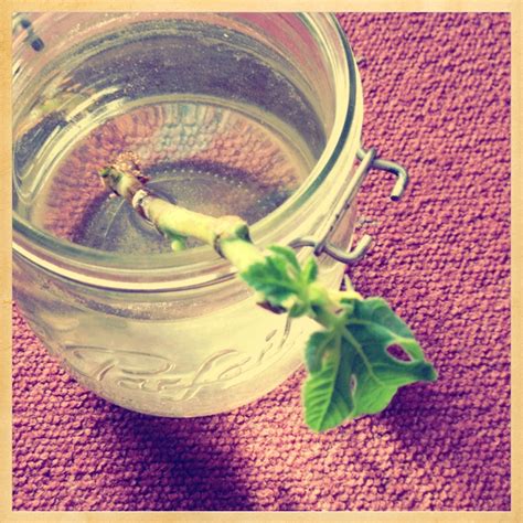 Im An Outlaw Not A Hero A New Twist Fig Tree Propagation Update Deux