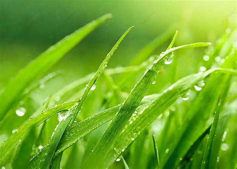 Green Grass Background Natural Grass Grass Background Image And
