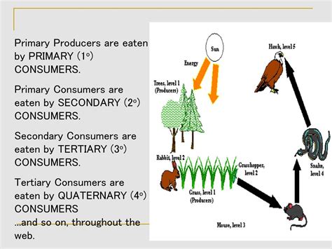Lecture 9a Biogeochemical Cycles Ppt Download