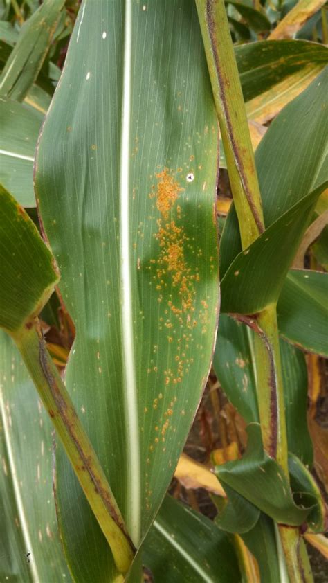 Southern Rust In Tn Low Incidence And Severity Ut Crops News