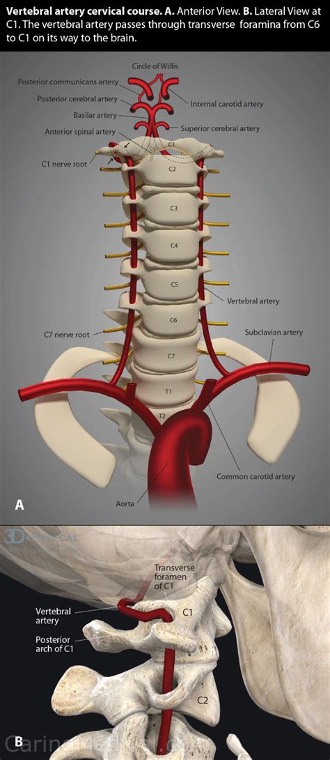 Vertebral Artery Segments