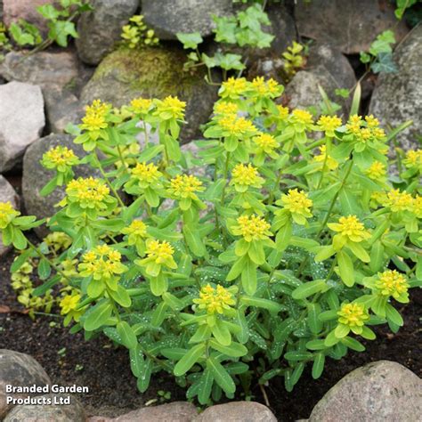 Euphorbia Polychroma