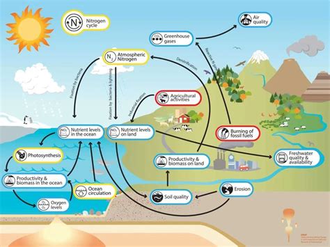 How Does Deforestation Affect The Nitrogen Cycle