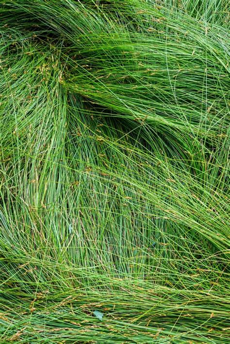 Nature Background Of Green Sedge Grasses In Pattern And Texture Stock