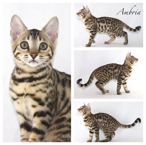 What Is Tabby Cat Bengal At Katharine Gillis Blog