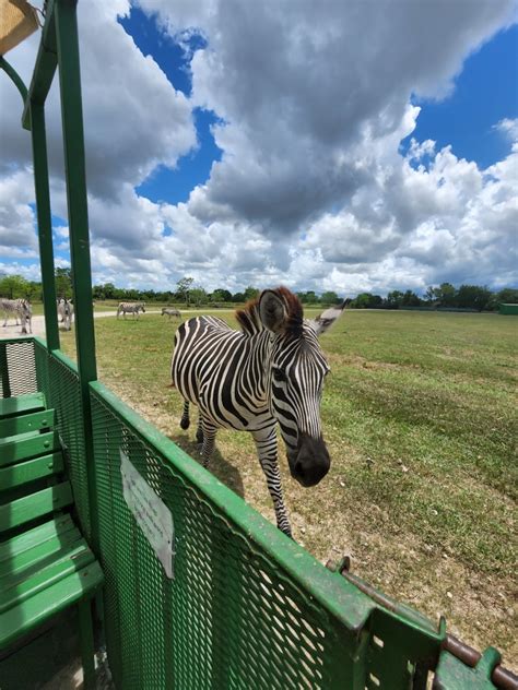 Bayou Wildlife Zoo Alvin Tx Information Tickets And Reviews