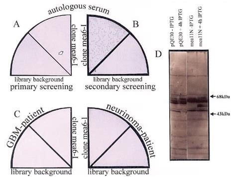 A Primary Immunoscreening Of An Expression Library Generated From A
