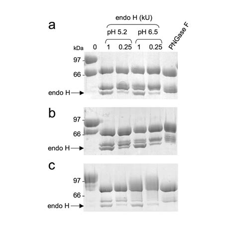 figure s1 endo h sensitivity of srptpµ expressed in hek 293 cells