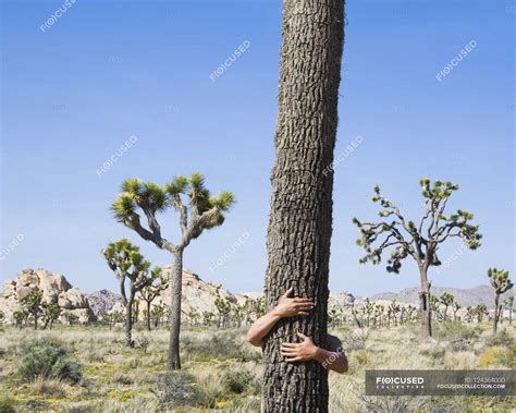 Man Hugging Tree Obscured Face Mature Men Stock Photo