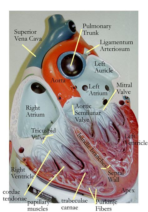 Image Result For Heart Anatomy Model Labeled Heart Anatomy Anatomy