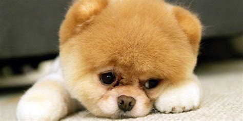 Szpic Miniaturowy Czyli Pomeranian Dinoanimalspl