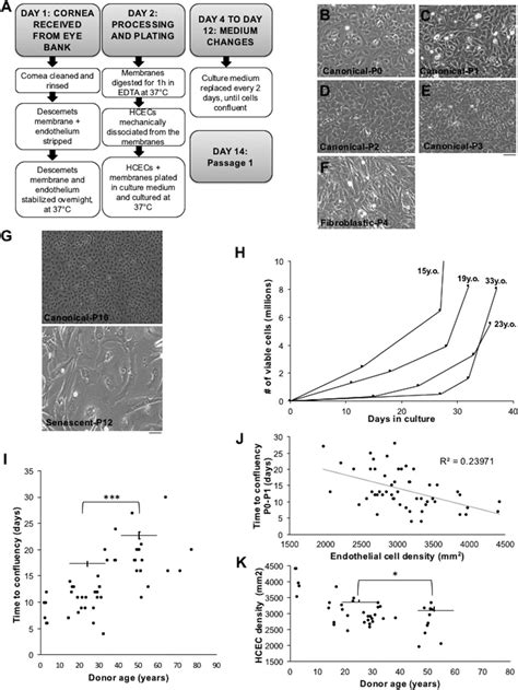 Human Corneal Endothelial Cells Isolation And Culture A Outline Of