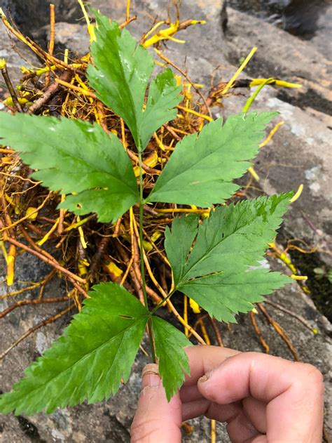 Xanthorhiza Yellow Root Extract