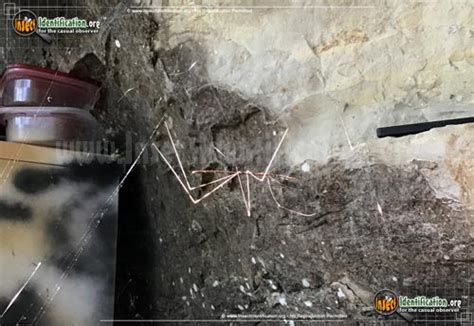 Thread Legged Assassin Bug