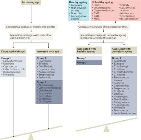 The Microbiome And Healthy Ageing Eternal Health Medical Centre