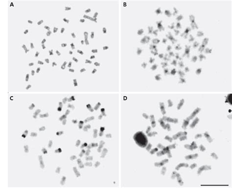 Figure 1 From Microsatellite Organization In The B Chromosome And A Chromosome Complement In