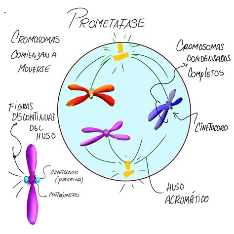 Mitosis Qué Es Etapas Y Su Importancia En La División Celular