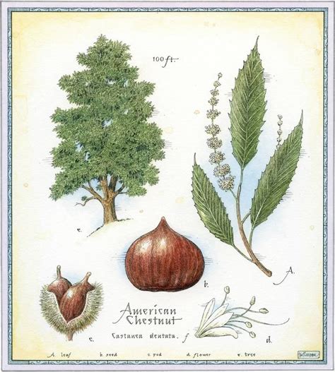 Buckeye Tree Drawing Chestnut Tree Botanical Art American Chestnut
