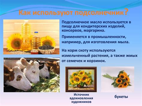 Подсолнечник - презентация онлайн