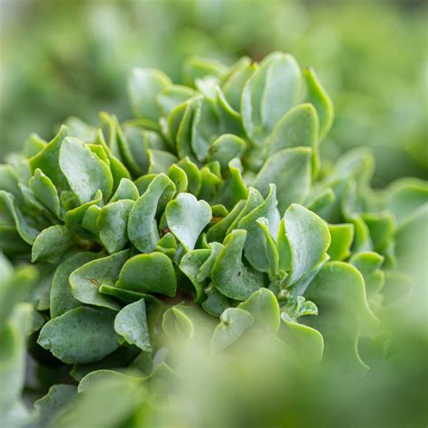 Ripple Jade Crassula Arborescens Undulatifolia Buy Online Australia