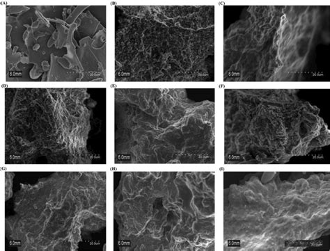 Characterization Of Walnut Protein Isolate Polyphenol Nanoconjugates