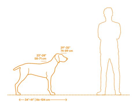 A Dog Breed Pointer