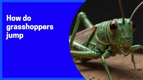 How Do Grasshoppers Jump Youtube