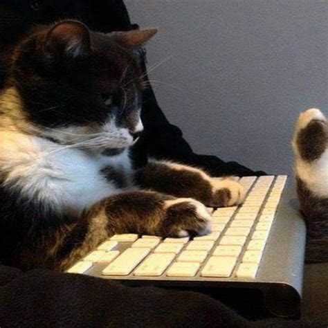 Create Meme Kitten On The Keyboard The Cat Is Typing On The Keyboard
