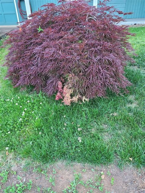 Japanese Maple Problem Rgardening