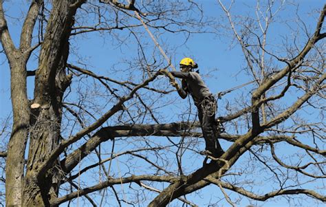 Certified Arborists Vs Tree Loppers Who Keeps Your Trees Thriving