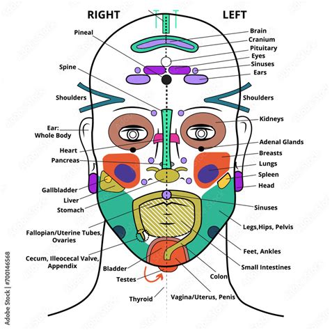 Face Reflexology Chart Face Map Face Mapping Stock Vector Adobe Stock