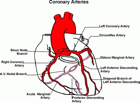 Percutaneous Transluminal Coronary Angioplasty Ptca