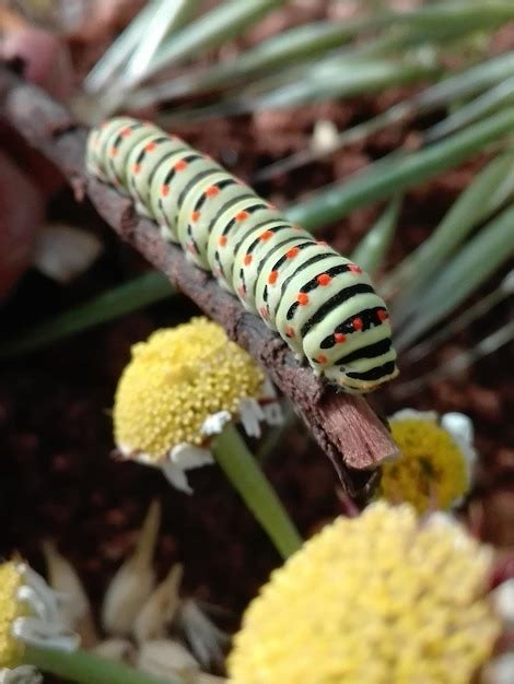Premium Photo Monarch Butterfly Danaus Plexippus