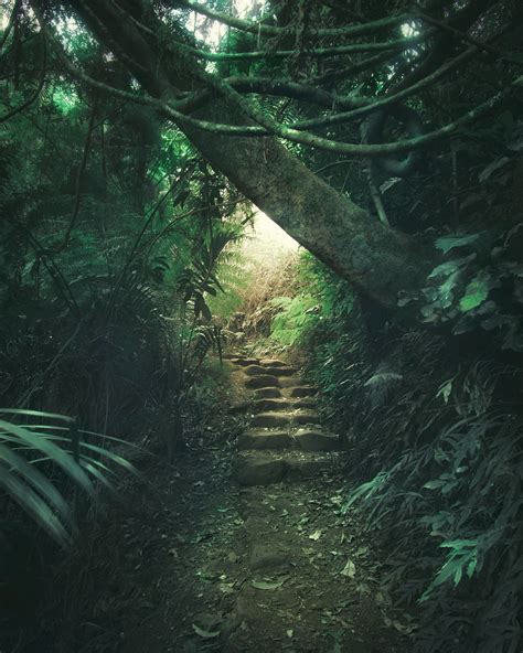 Jungle Path Photo By Juusohd