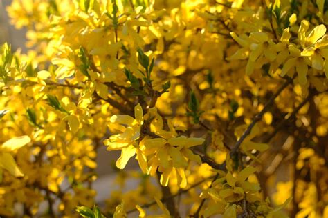 Is Forsythia Poisonous Plantura