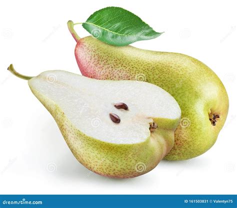 Longitudinal Section Through A Flower Stock Image