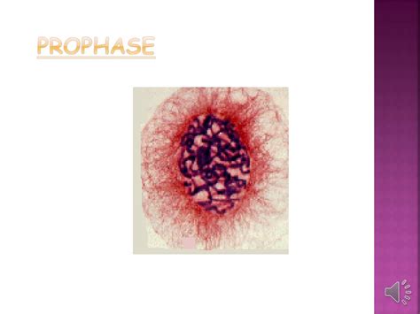 Ppt Prophase Powerpoint Presentation Free Download Id2474837