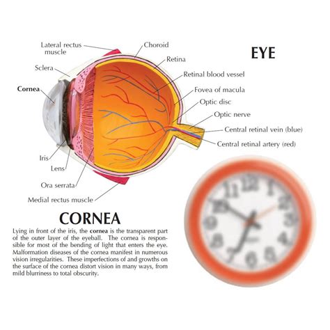 Anatomy Of The Eye Cornea Corneal Anatomy Xncns