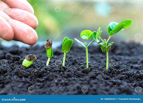 Sapling Growing From The Ground Stock Image Image Of Gardening Baby