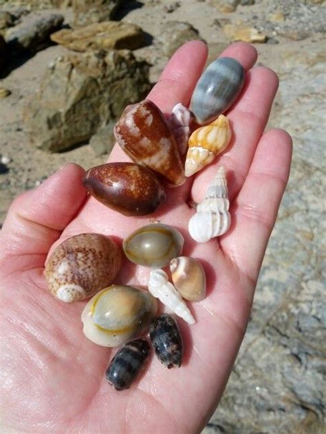 1000 Images About She Loves Sea Shells On Pinterest Conch Shells Sea Shells And Shell Art