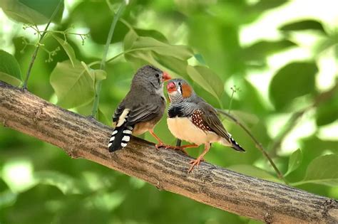What Do Zebra Finches Eat All You Need To Know