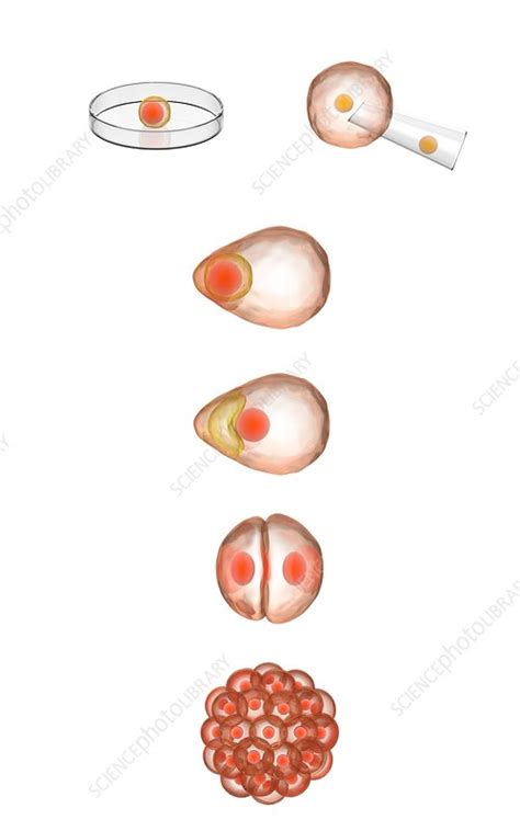 Animal Cloning Process Illustration Stock Image C0238903