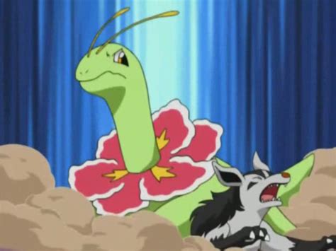 Image Casey Meganium Body Slam Png Pokémon Wiki Fandom Powered By