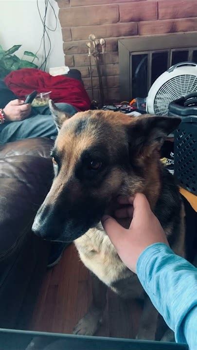 How Can Somthing Be This Cute Youtube